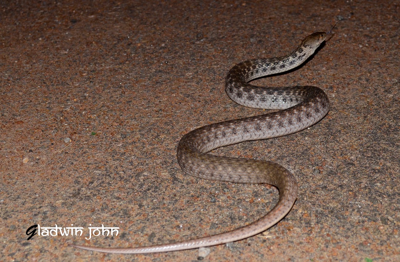 Biodiversity of Bharathidasan University: Checkered Keelback தண்ணிப் பாம்பு