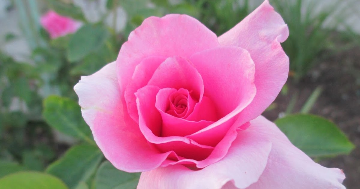 Garden Fancy: Mid-July Scenes