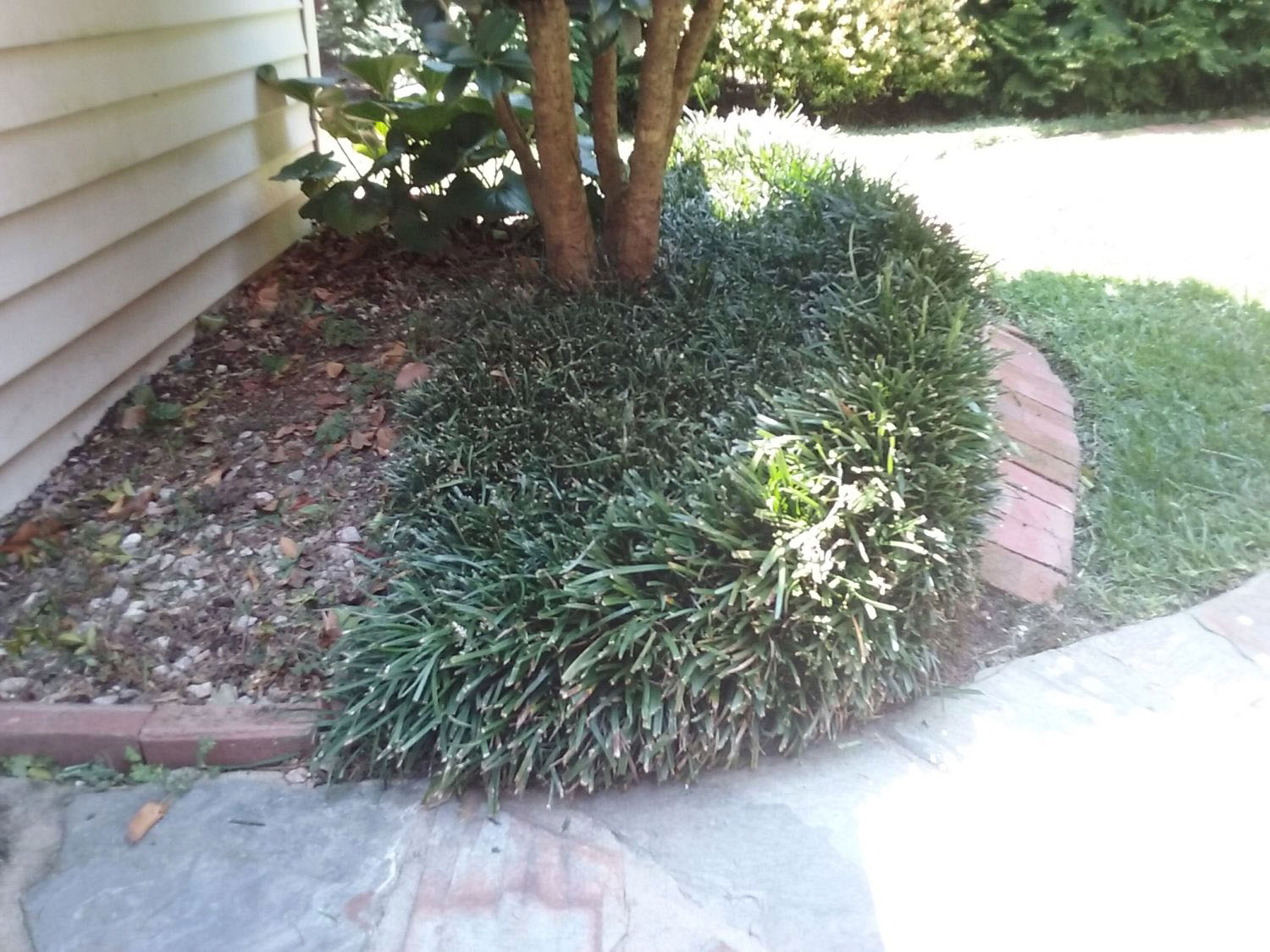 SHOOTS & MATTERS: Monkeying Around with Monkey Grass - Monkey Grass ...