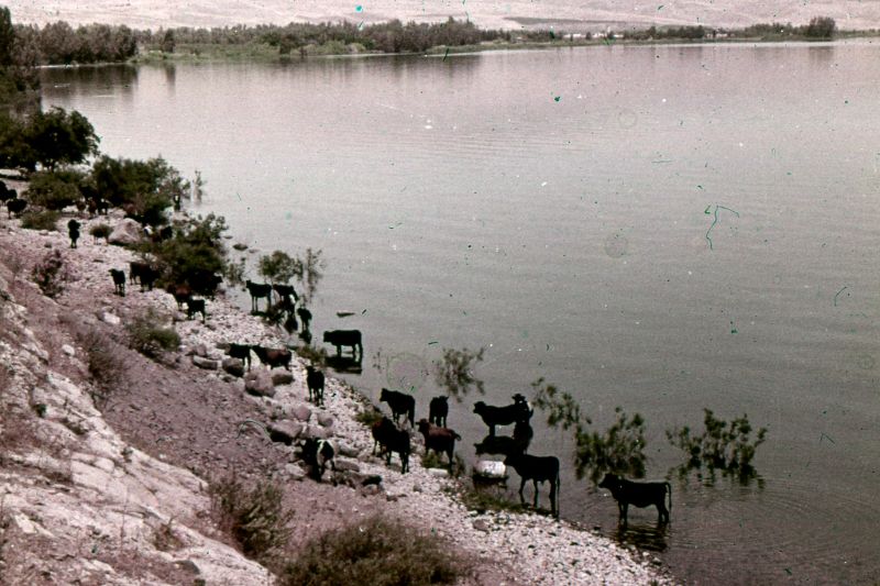 Israel in the 1950s Through Amazing Color Pics ~ Vintage Everyday