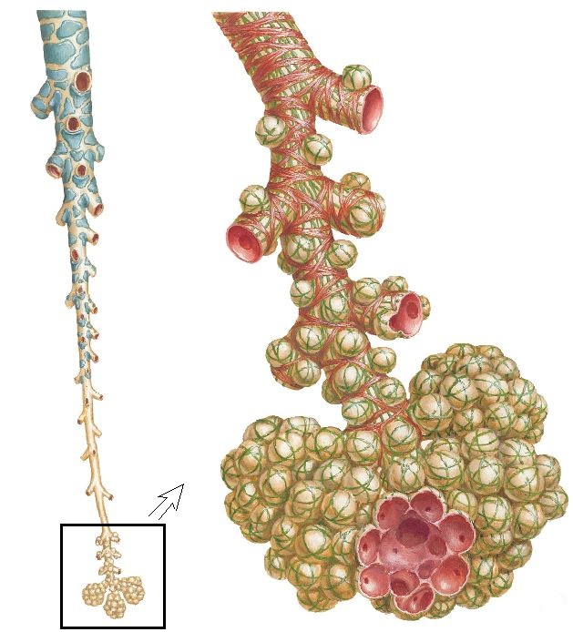 URGENCIAS Y EMERGENCIAS EXTRAHOSPITALARIAS: Anatomía básica del aparato ...