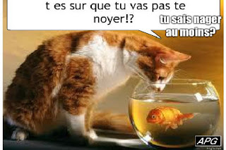 Comment ça se dit en français?: noyer le poisson