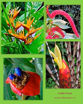 JOY's PHOTO COLLAGES: COSTA RICA collages by Joy Krauthammer