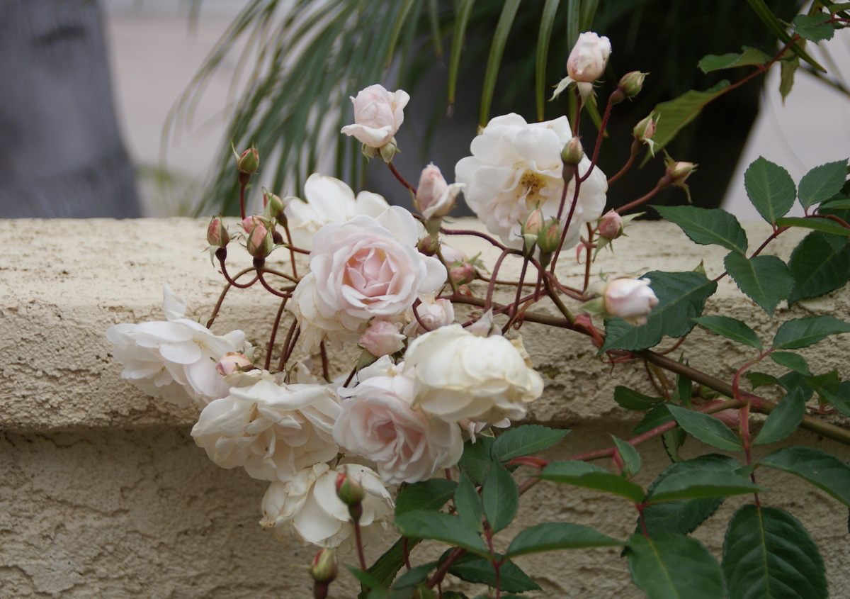 Organic Garden Dreams: March Roses