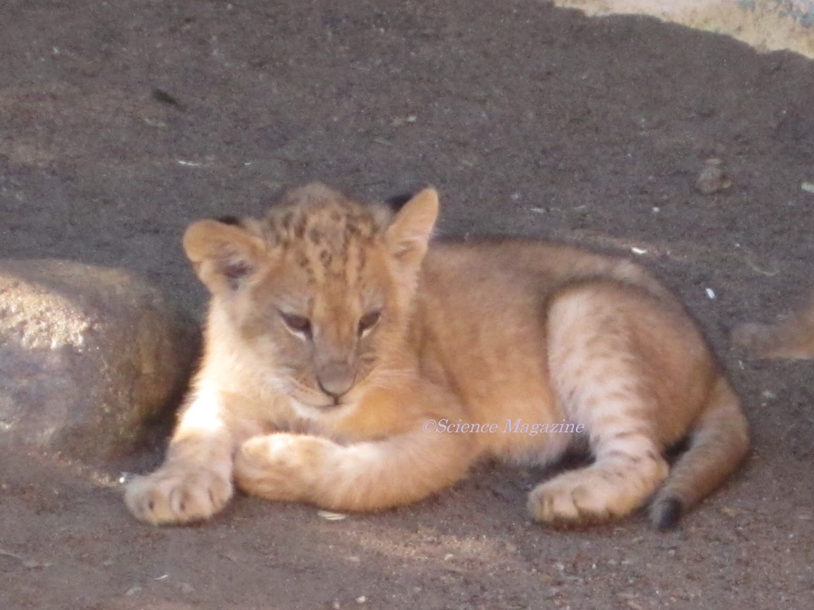 Science Magazine: Nature Spotting