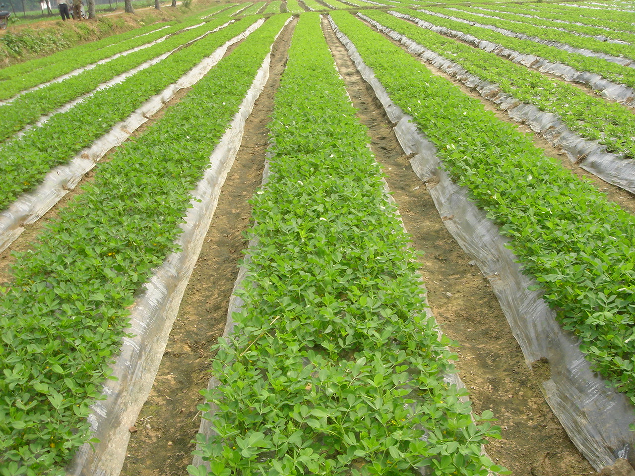 KILIMO HAI CHA DENGU - Kilimo Hai