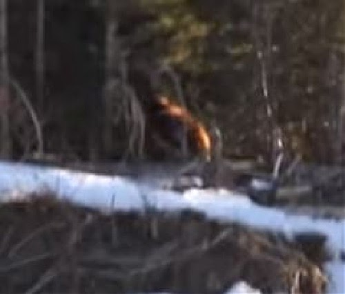 Phantoms and Monsters - Real Eyewitness Cryptid Encounter Reports