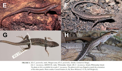 Species New to Science: [Herpetology • 2012] Carlia decora & Carlia ...