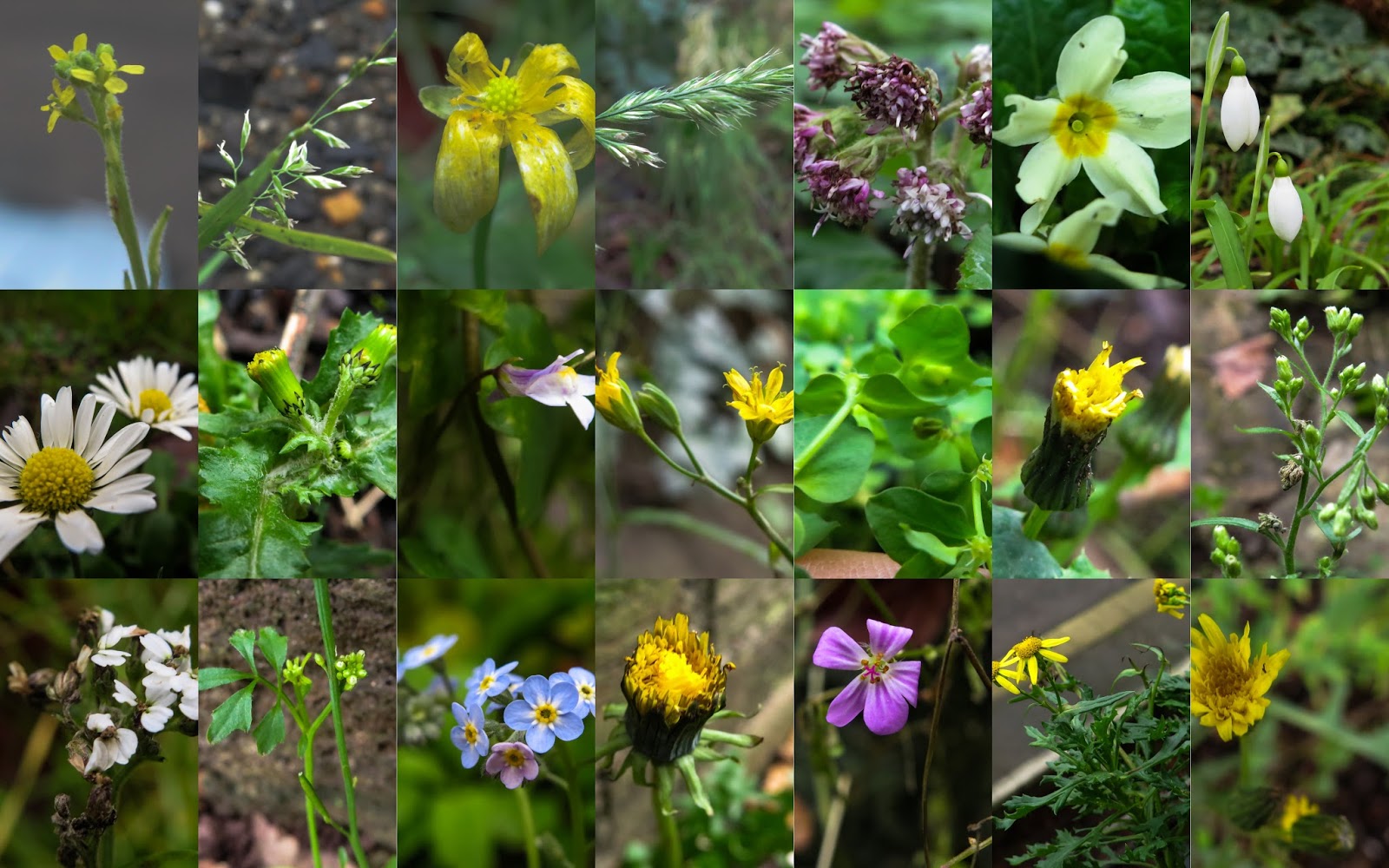 BSBI News & Views: New Year Plant Hunt prizes #2: Most Hunts - Joint Winner