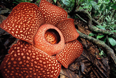 Make It Davao: Rafflesia - World's Largest Flower