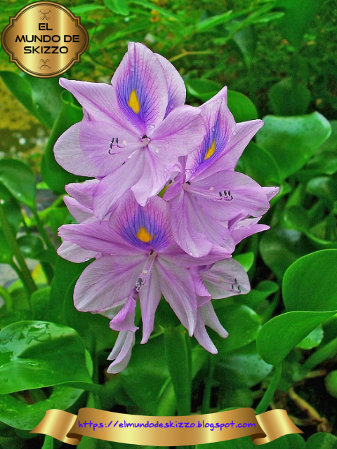 Si quieres decorar el estanque de tu jardin, la mejor opción son las ...