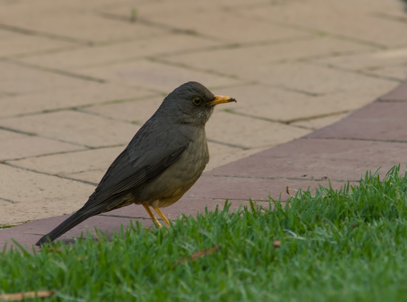vaping mothman: BIRDS OF MY TRIP TO SOUTH AFRICA PART 1