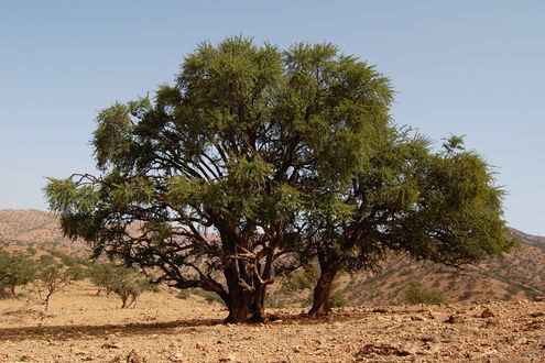 Kingdom Of Moroccan Argan Oil: Argan Tree : The Of Tree Of Life