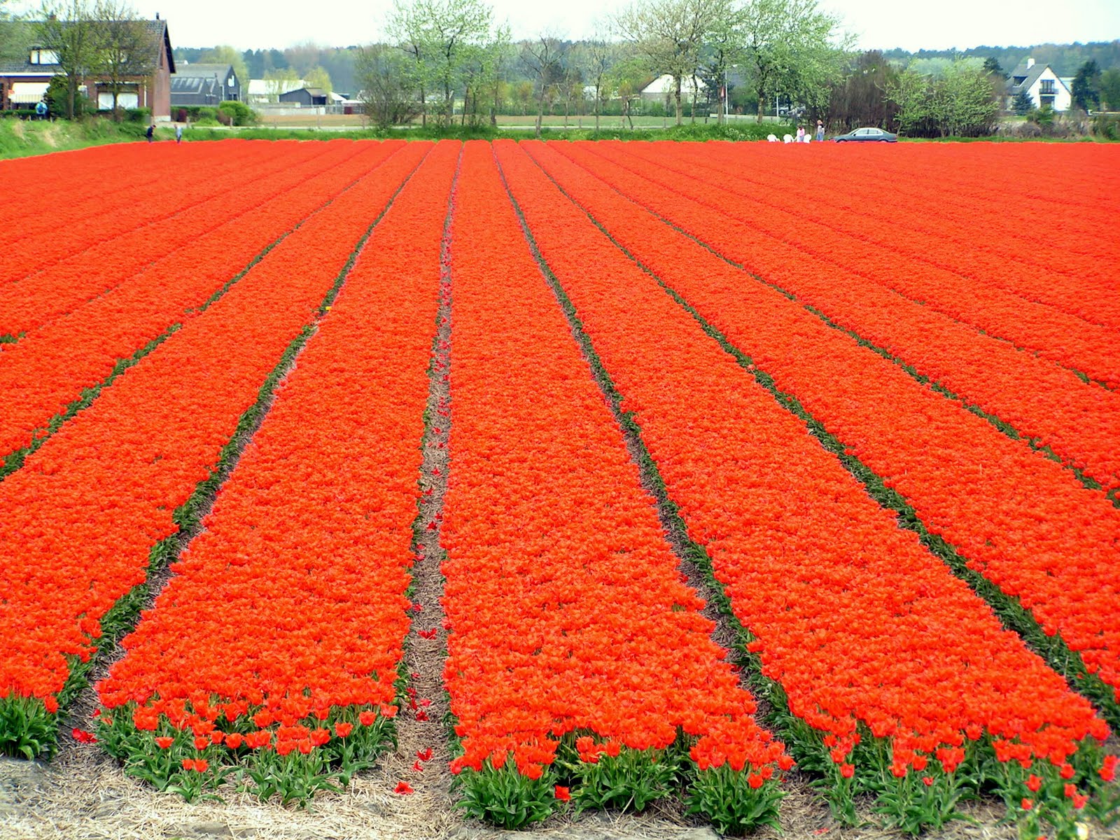Mes balades en quelques clics: Champ de tulipes en Hollande