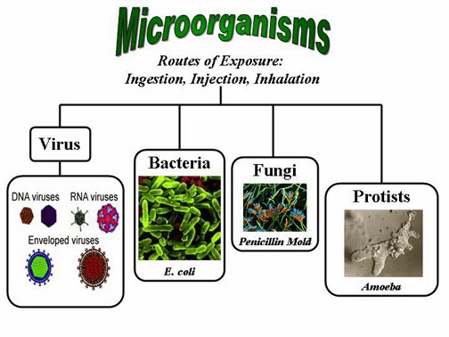 Fun facts About Micro-Organisms