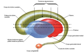 ÁLCOOL É DROGA: Núcleos da base