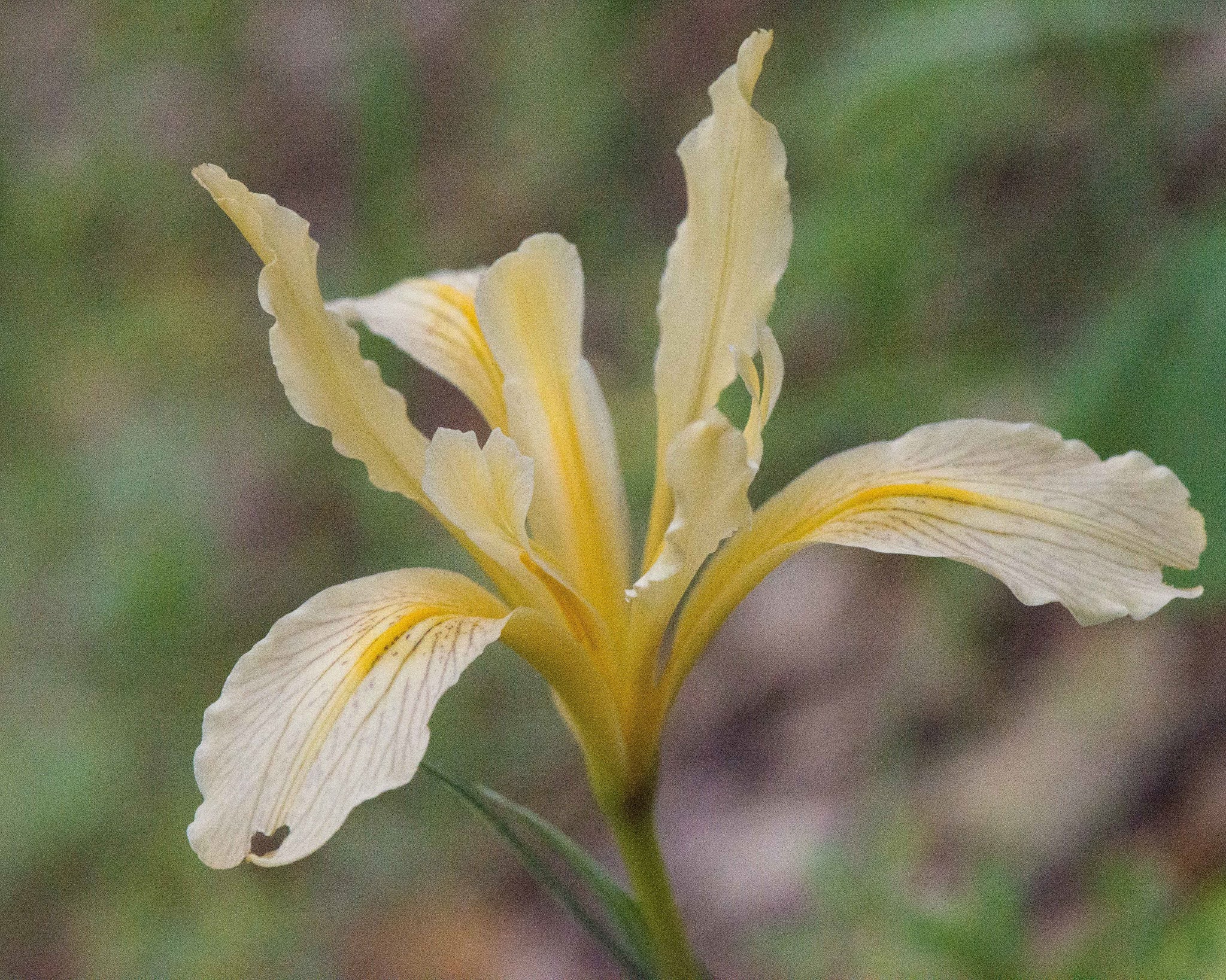 World of Irises: Wild Pacifica Irises in Northern California