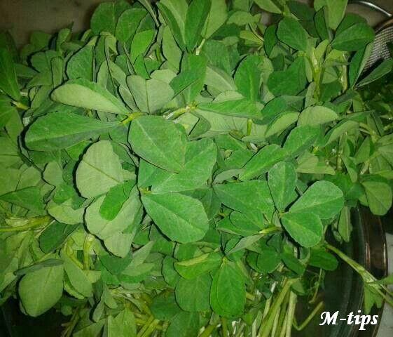 muskaan's T*I*P*S: TWFM #6 : Secret Ingredient for Non-Bitter Methi ...