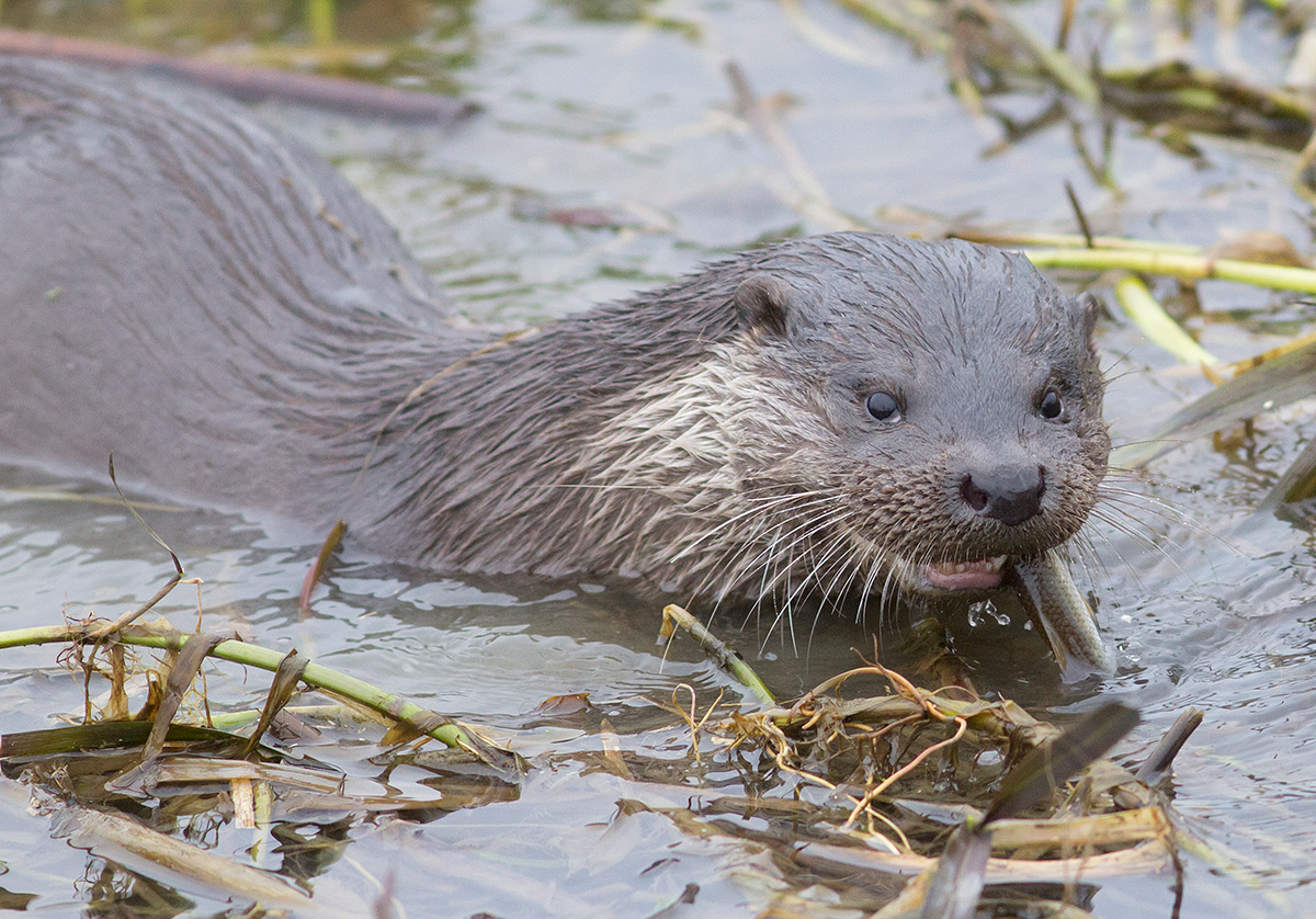 Weedon's World of Nature: Otter part four