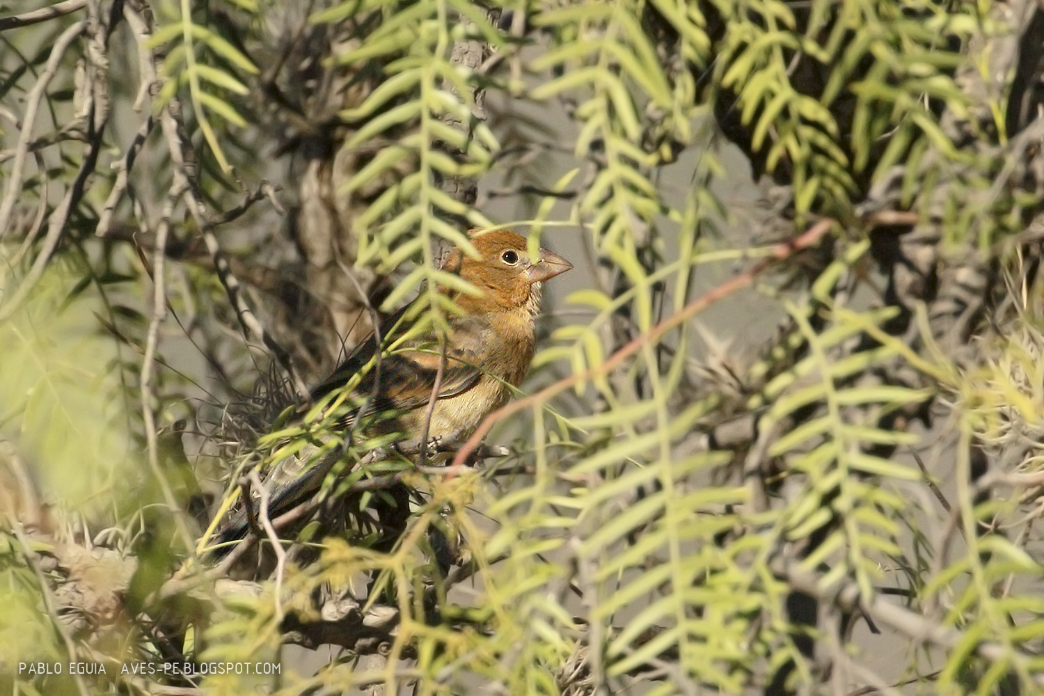 mis fotos de aves: Passerina caerulea Azulillo Grande Blue Grosbeak