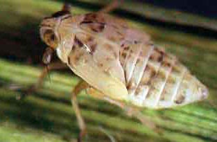 Inilah 4 Jenis Hama Wereng Yang Sering Menyerang Tanaman Padi Gagal ...