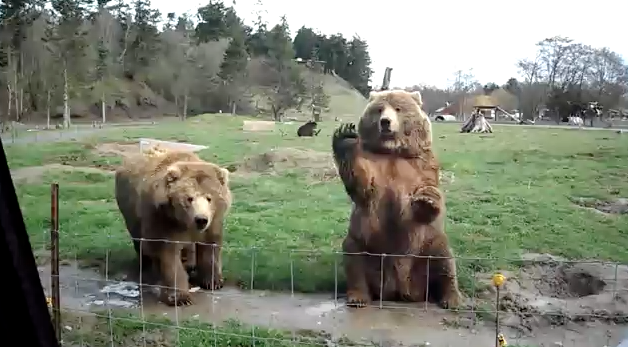 Dreamy Eye Cuteness Blog: Waving Bears Video