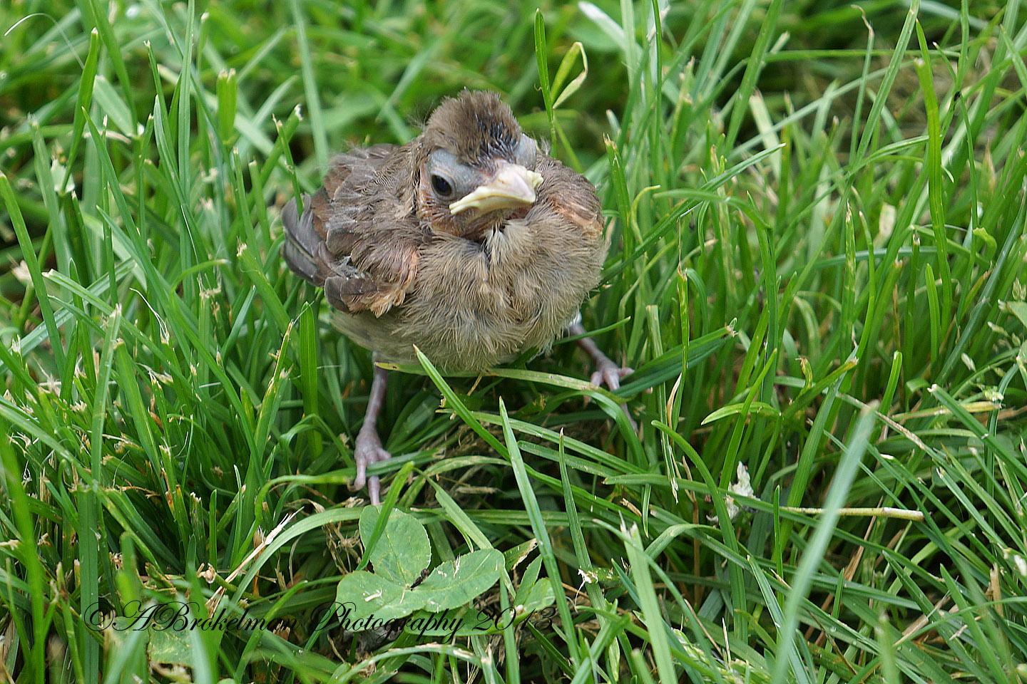 Ann Brokelman Photography: Northern Cardinal - male female and a newly ...