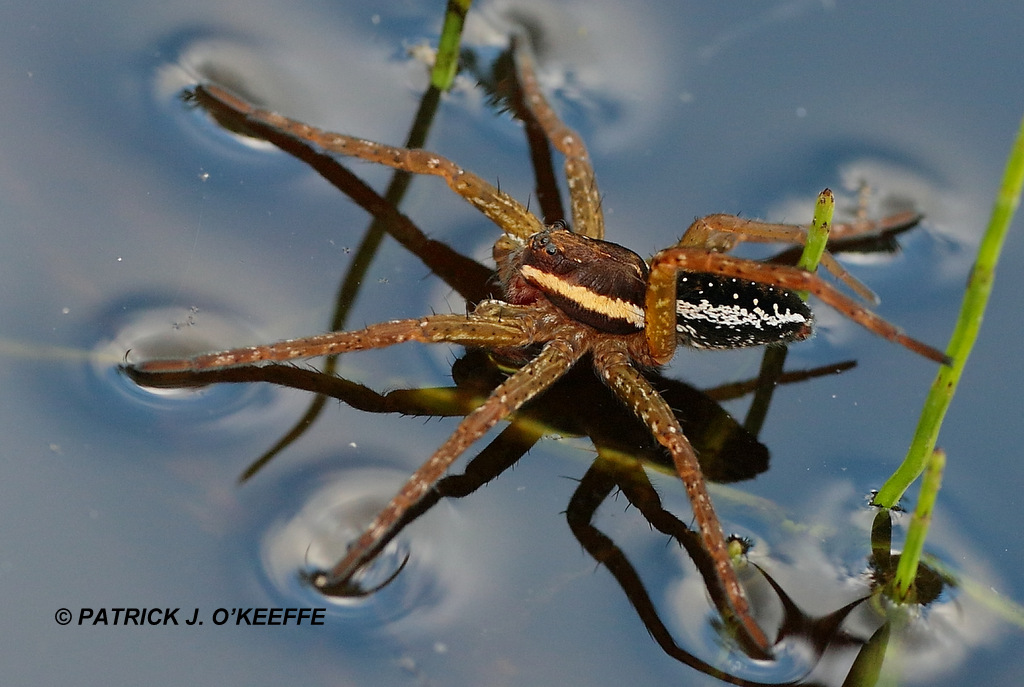 Raw Birds: RAFT SPIDER (Dolomedes fimbriatus) Lullymore West Bog, I.P.C ...