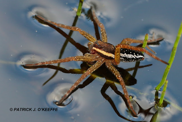 Raw Birds: RAFT SPIDER (Dolomedes fimbriatus) Lullymore West Bog, I.P.C ...