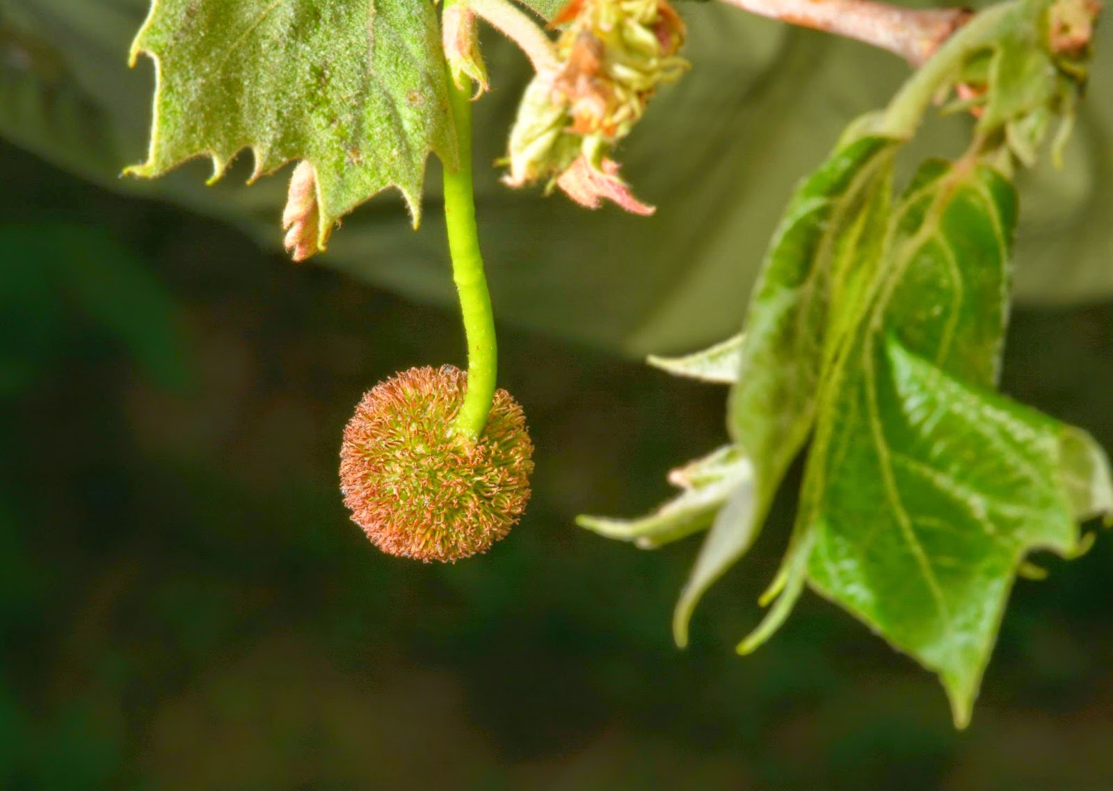 Nature Ramblers: May 1 2014 Ramble Report