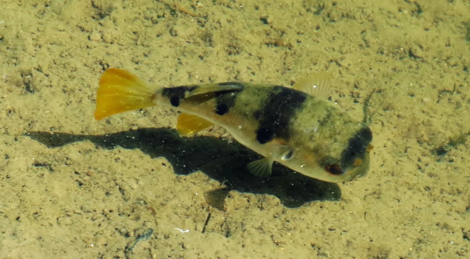 July Wildlife Report