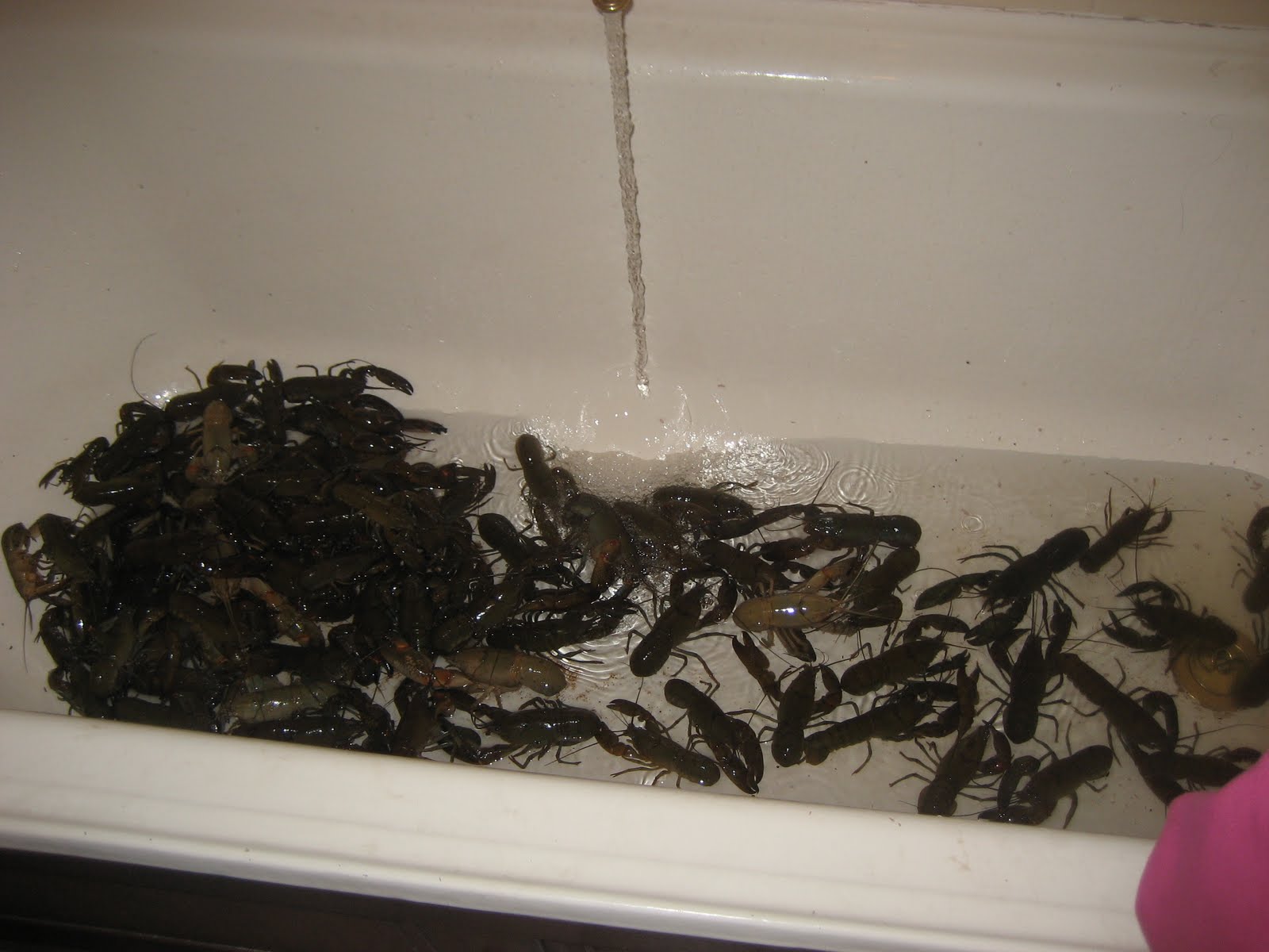 Life In The Country...: Yabbies. That Many Farm Kids Can't Be Wrong.