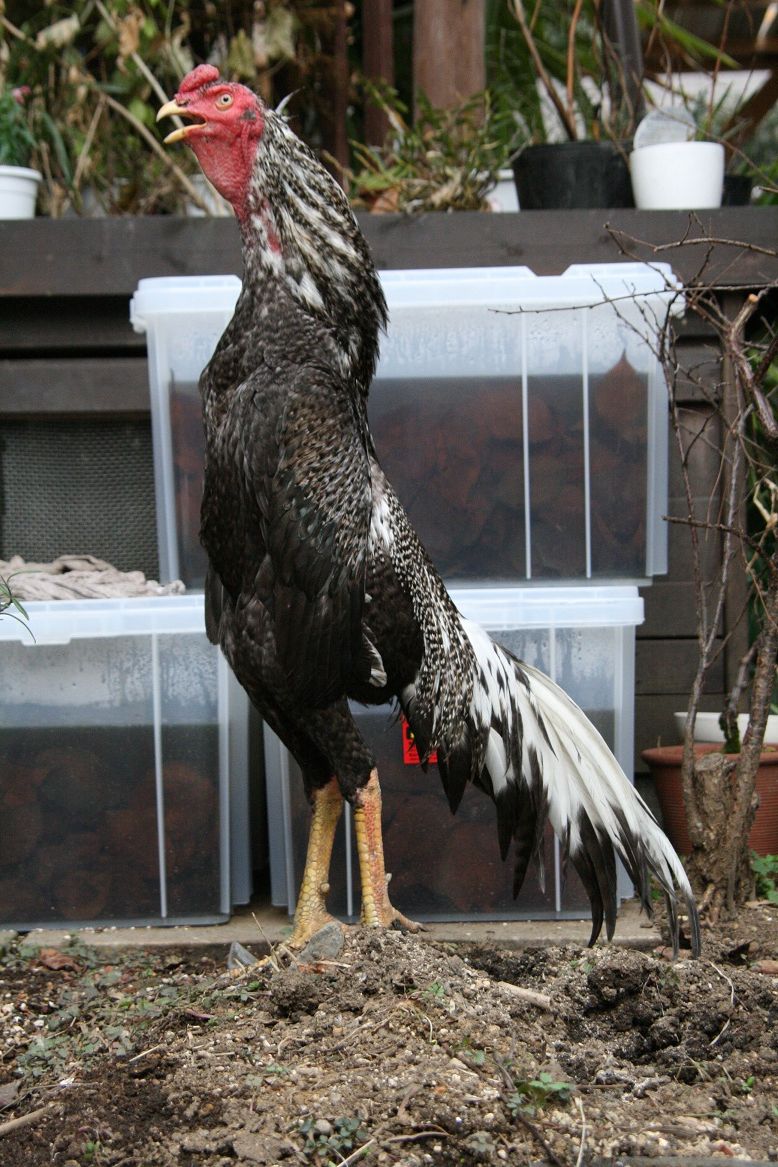 Raças de Galos - Galo de Combate Shamo (Japão)