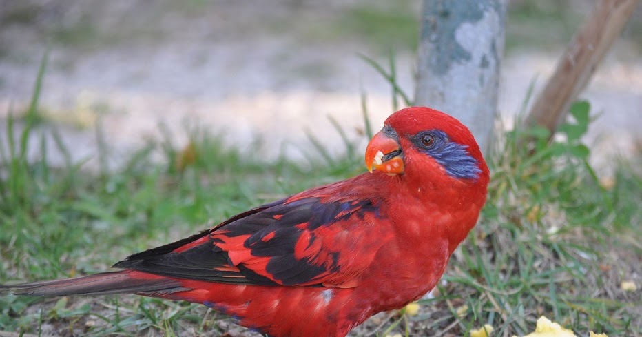 ZOOTOGRAFIANDO (6.100 ANIMALS): LORI DE LAS TANIMBAR / BLUE-STREAKED ...