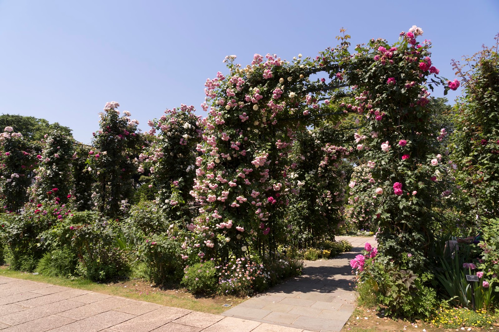 SONY ILCE-7M2 Modified Astro Camera | Photo of the Life