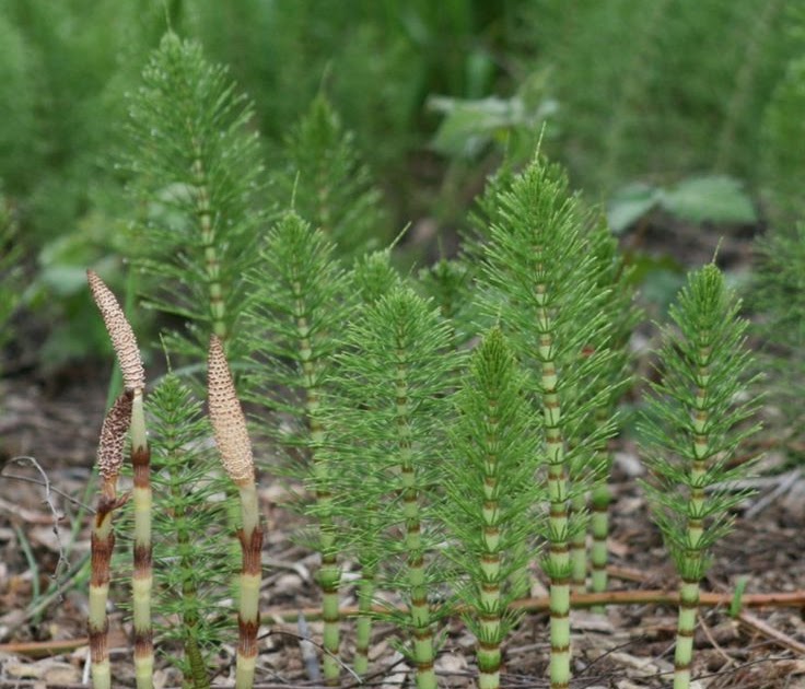 Geneeskracht heermoes