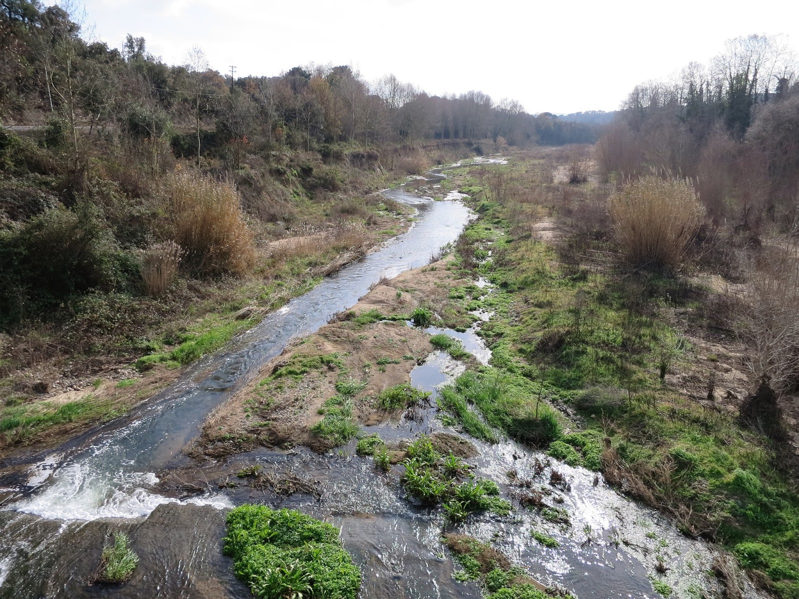 La Natura a la Baixa Tordera: Riu Tordera a Fogars de la Selva 19/1/2017