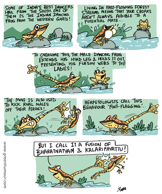 Green Humour: The Indian Dancing Frog