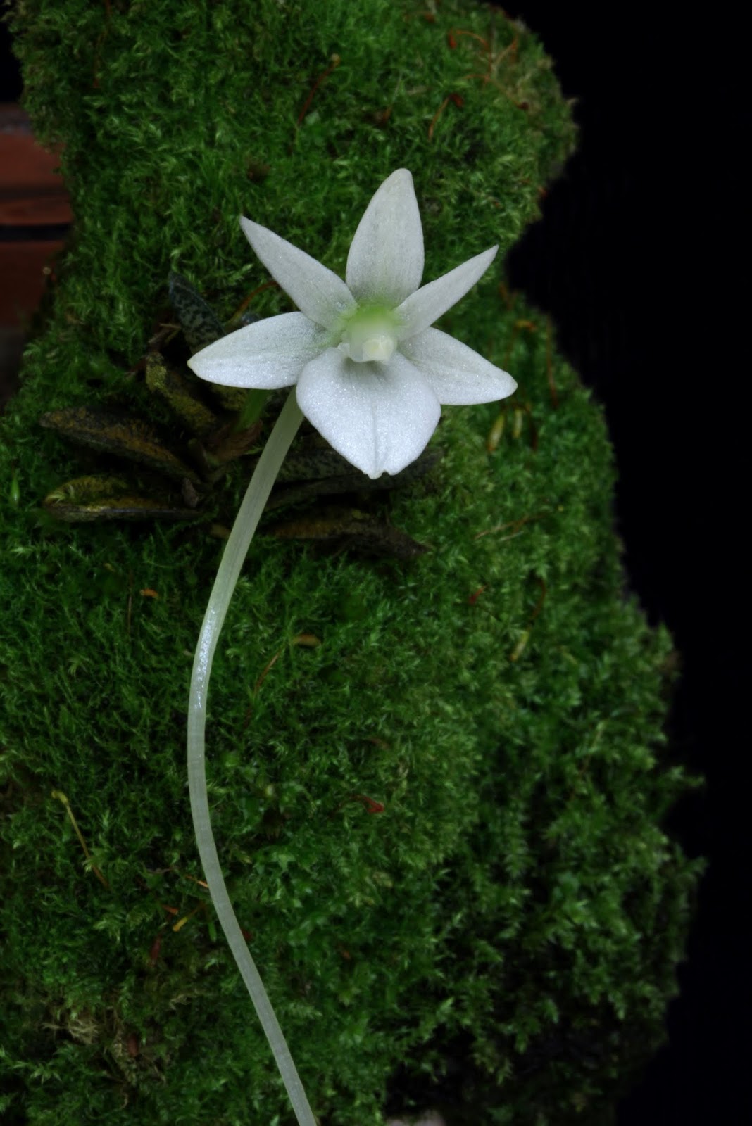 Orchids in Bloom: Angraecum urschianum