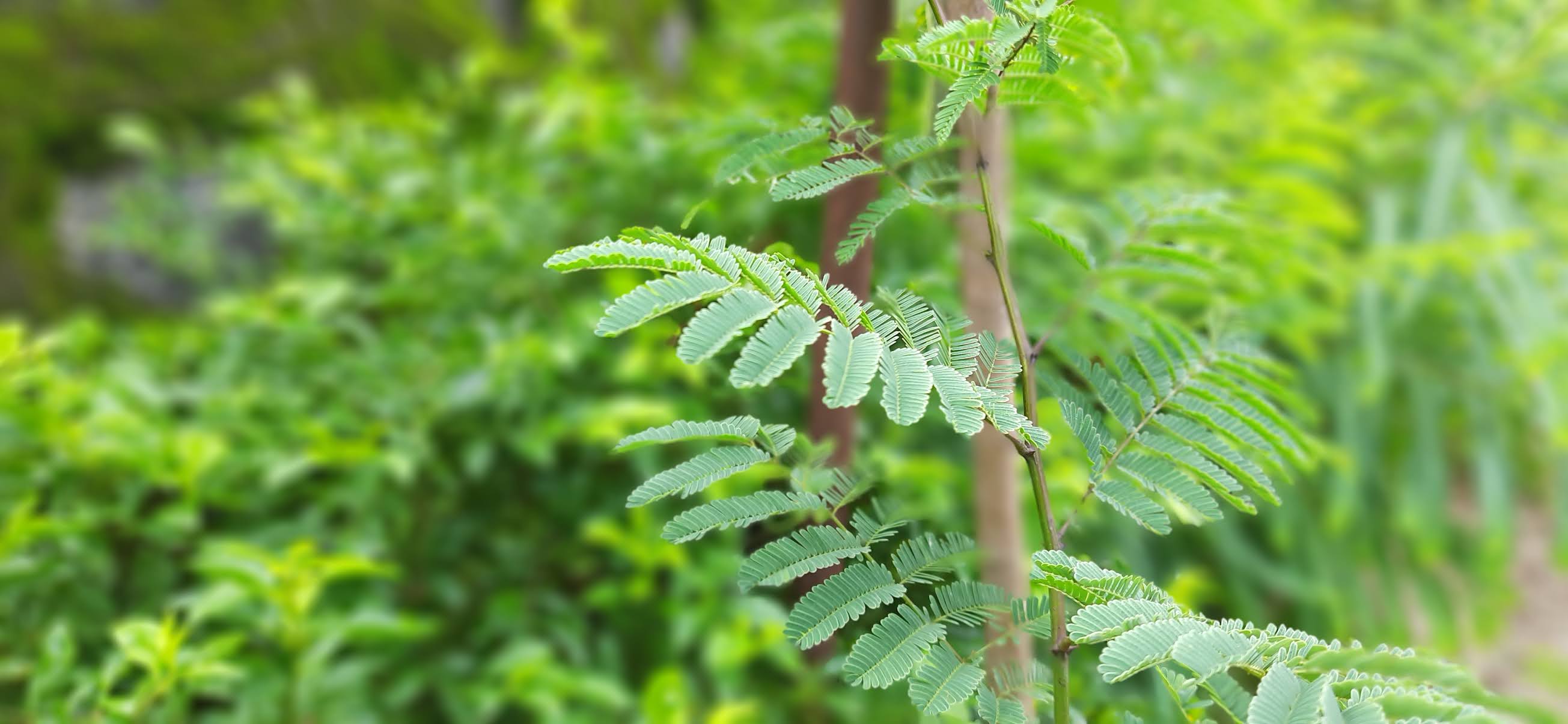 Sharad Pandhare's Educational Blog: Incredible Nature