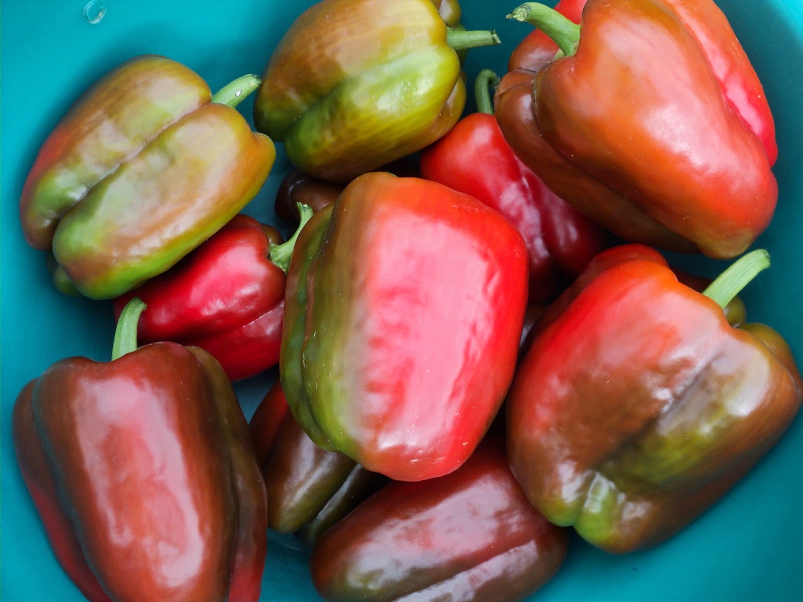 Horta em Vasos do Ricardo: Como transplantar mudas de pimentões.e ...