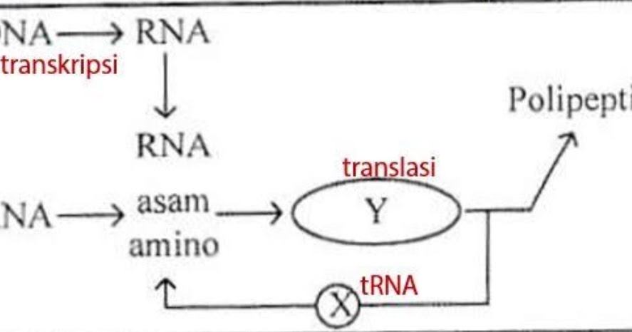 Sintesis Protein: Proses Transkripsi dan Translasi