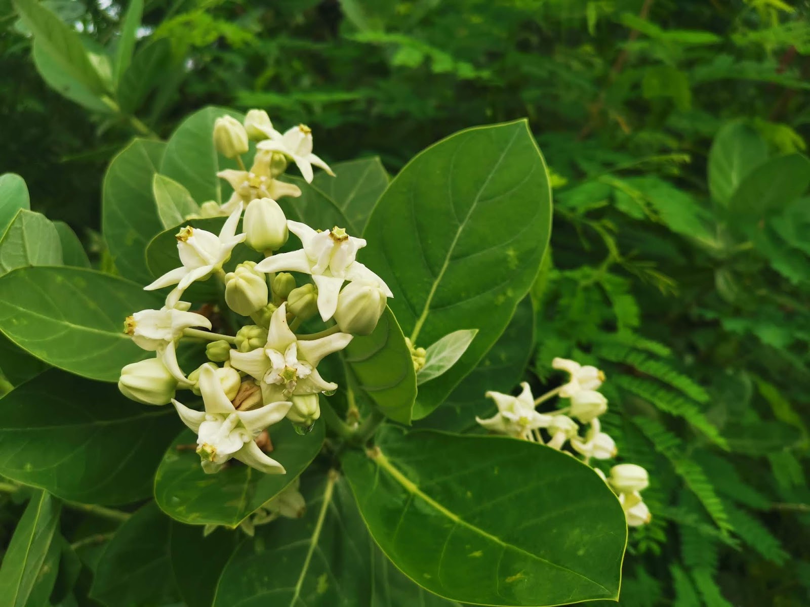 Elämän tähden ry. : Kasvit aistivat
