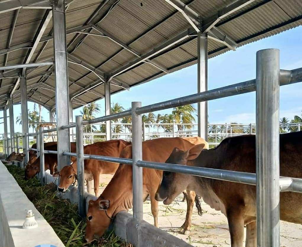 Cara Budidaya Ternak Sapi bagi Pemula Lengkap - KiatKu.com