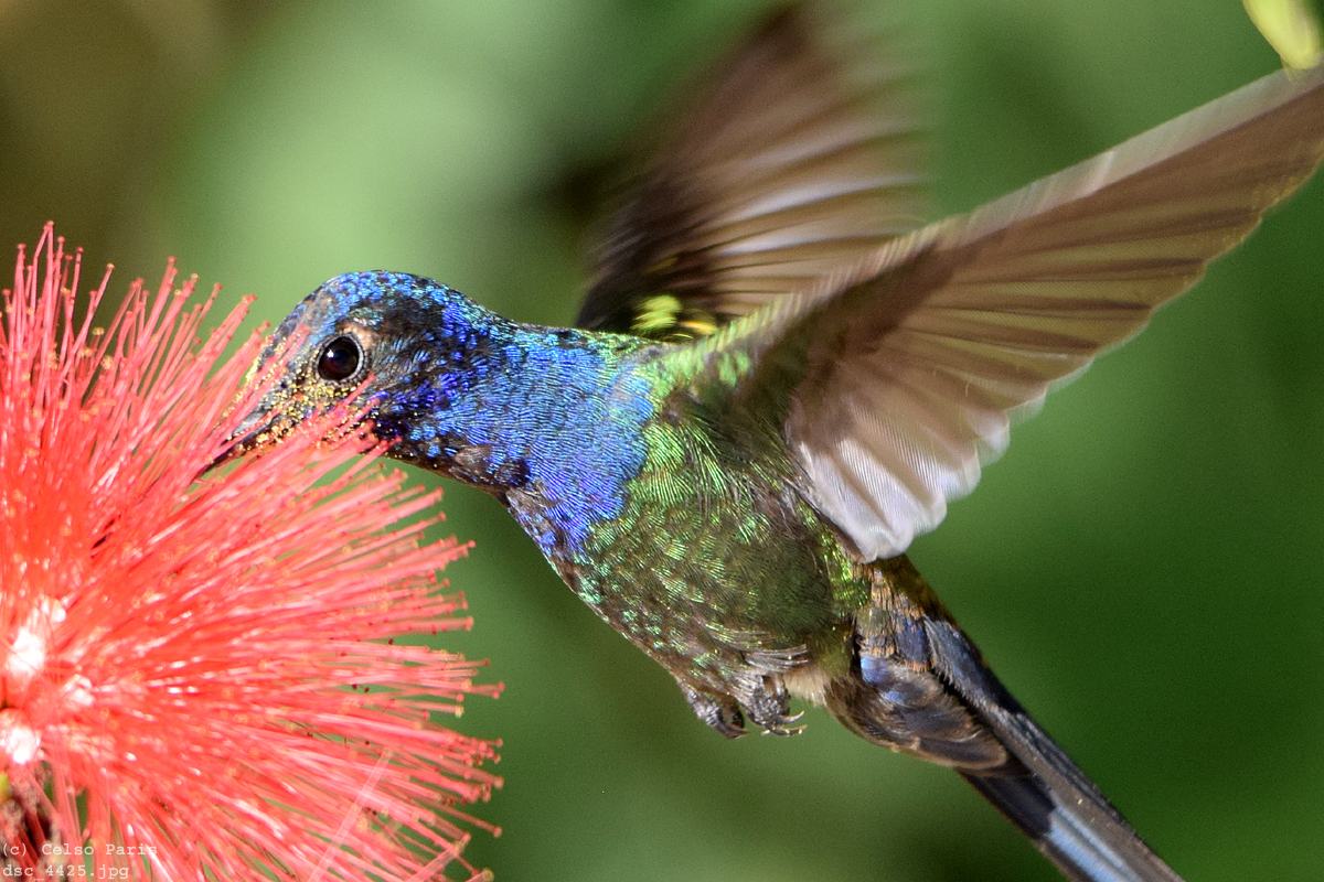 Birds of Southeast Brazil: Swallow-tailed Hummingbird - Eupetomena macroura
