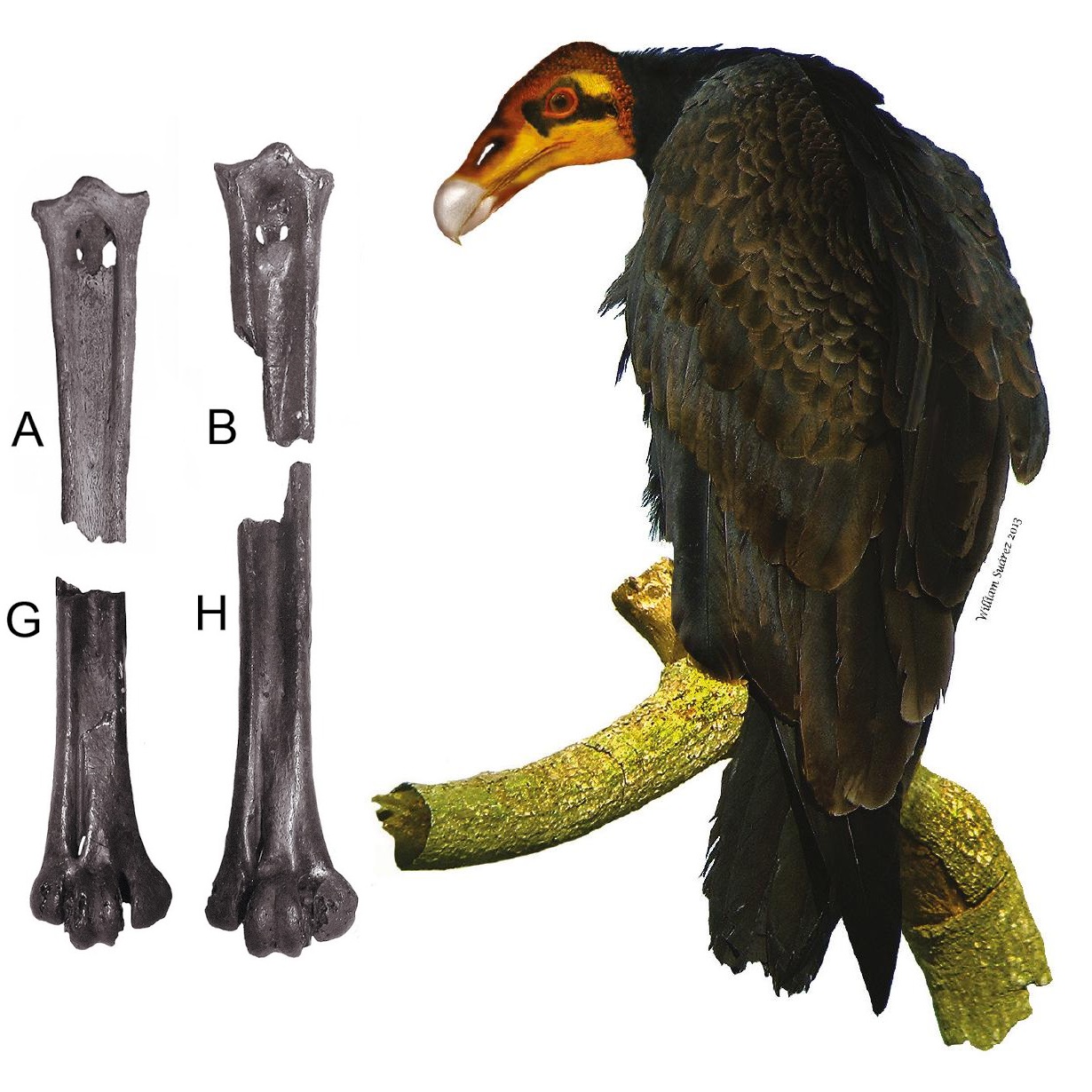 Species New to Science: [PaleoOrnithology • 2020] Cathartes emsliei • A ...