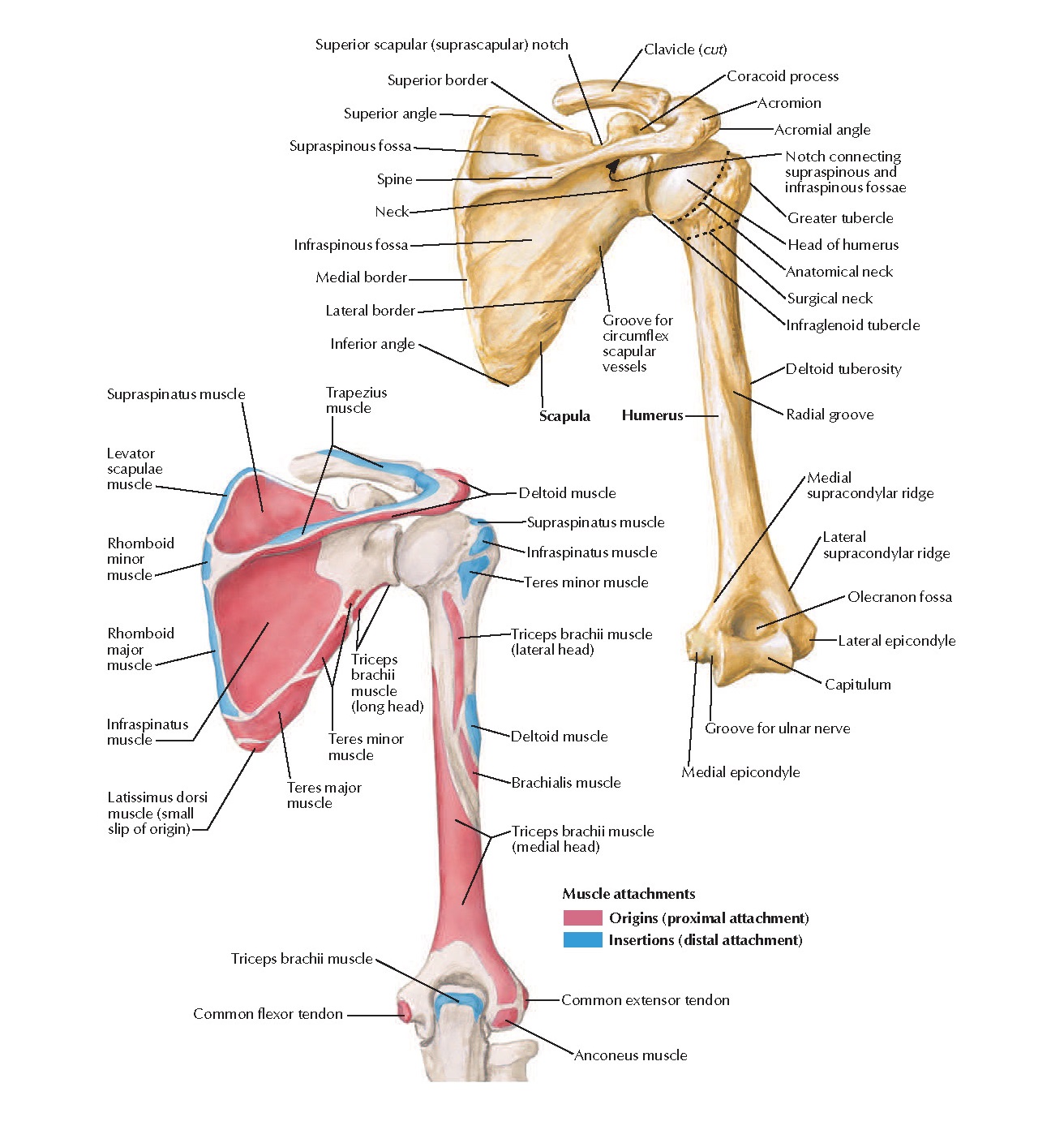 Humerus Anatomy