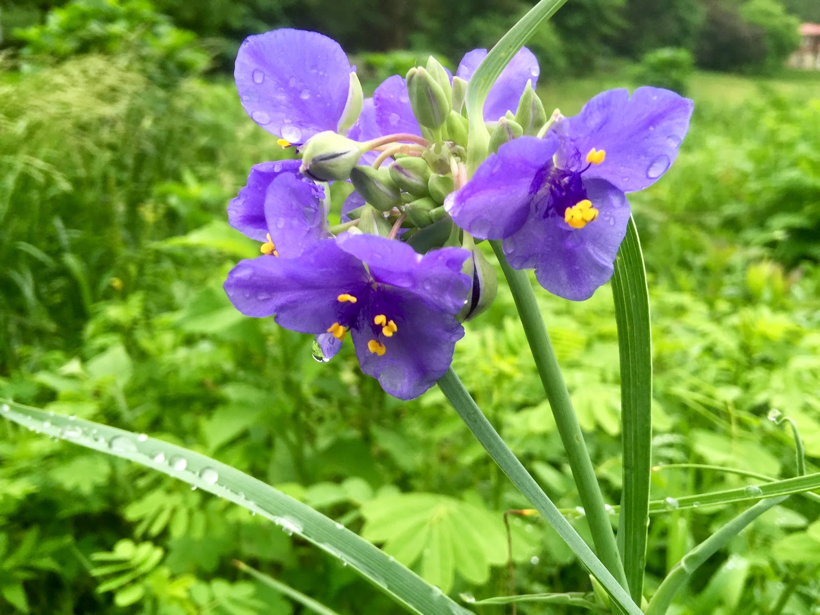 Terrierman's Daily Dose: Wild Flower Conundrum