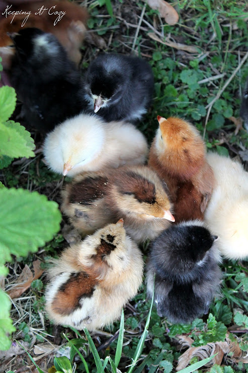 Keeping It Cozy: Chicks Are Here!