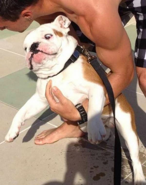 Cute dogs - part 47 (50 pics) | Amazing Creatures